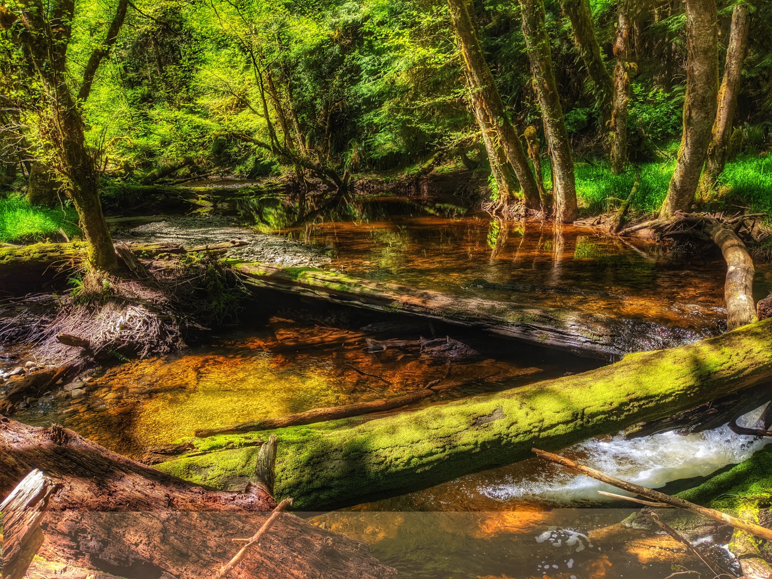 Exploring Damaxyaa Conservancy – Louise Dover Trail - Hike Haida Gwaii ...