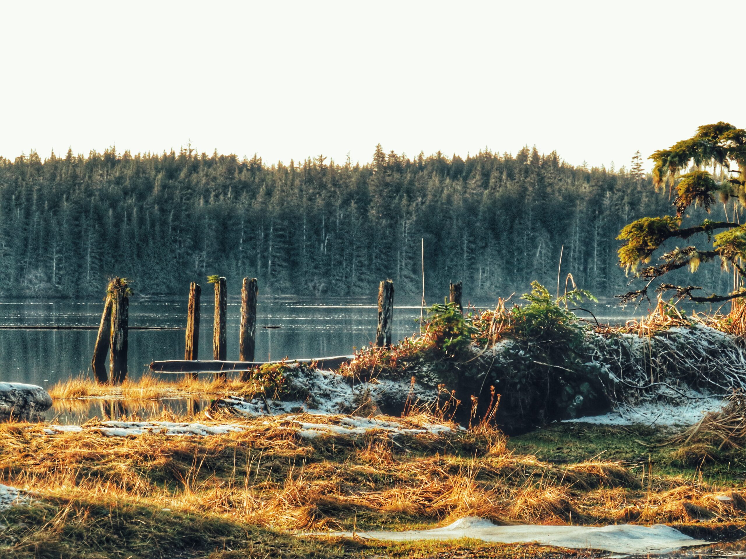 Let’s Walk to the Early History of the Watun River Road - Hike Haida Gwaii