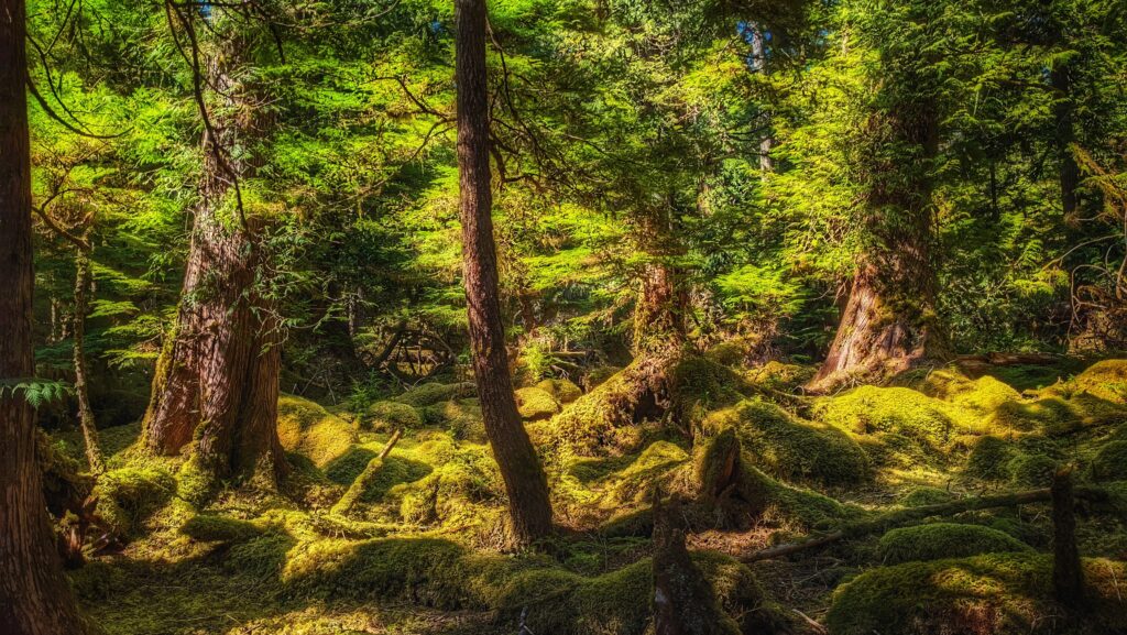Windy Bay Sitka Spruce Trail - Hike Haida Gwaii