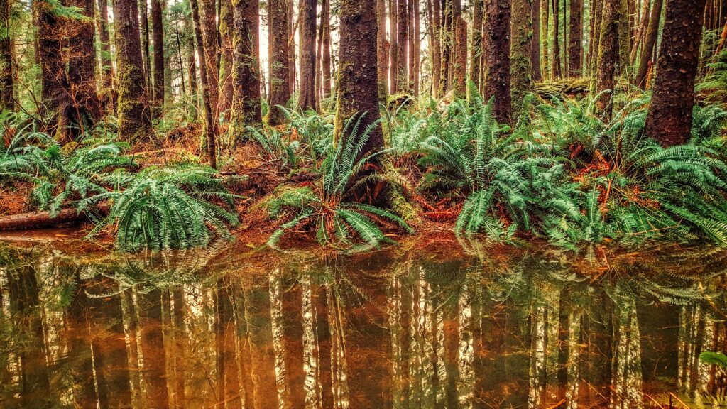Stroll Along Crabapple Creek Trail - Hike Haida Gwaii
