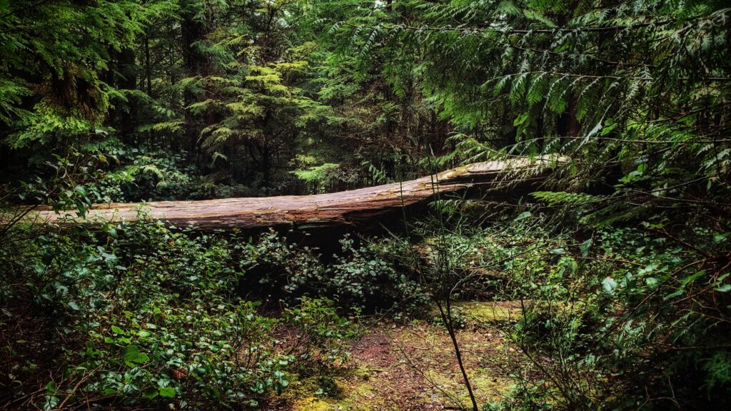 Ancient Haida Canoe Trail - Hike Haida Gwaii